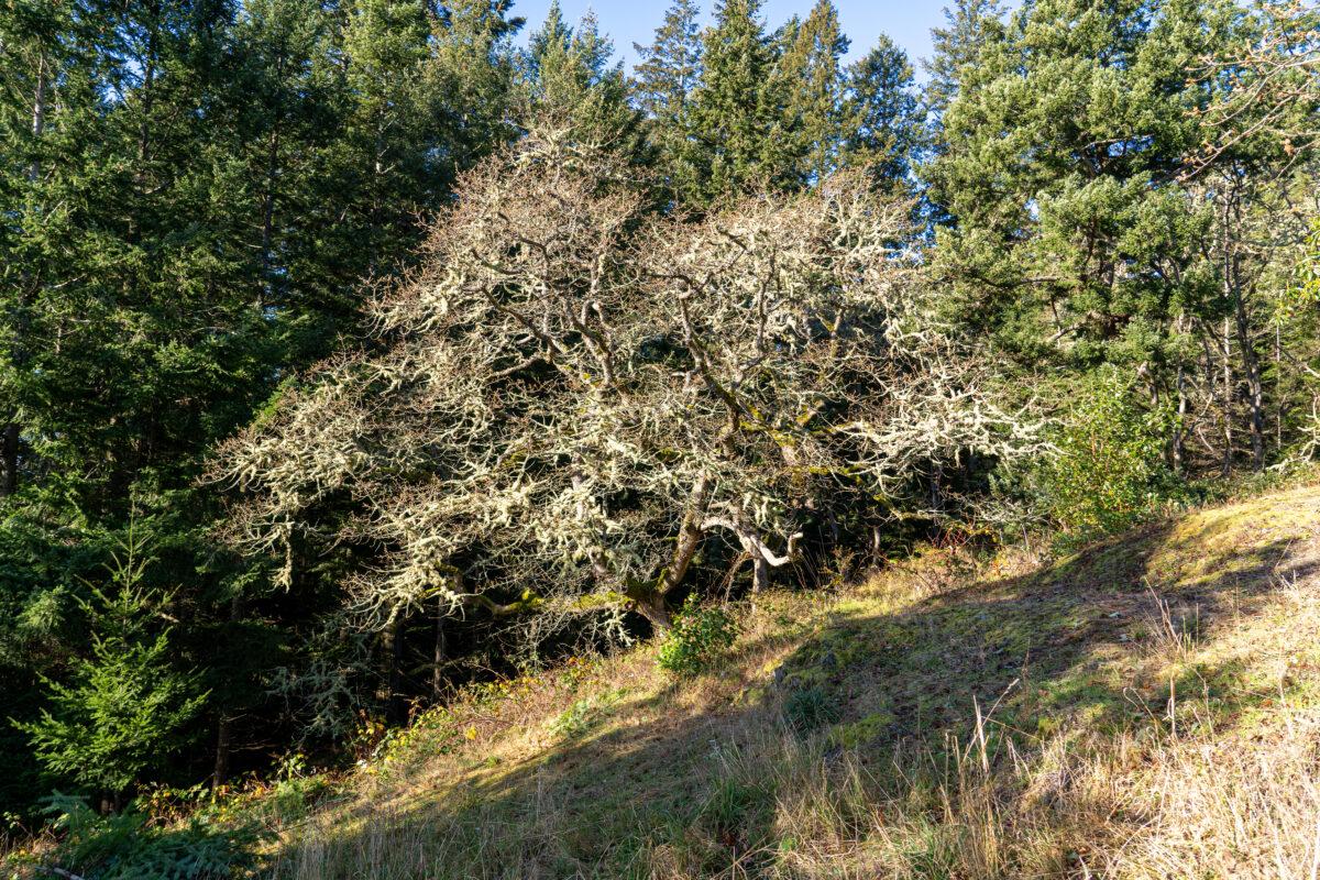 Garry Oak Restoration - San Juan Preservation Trust