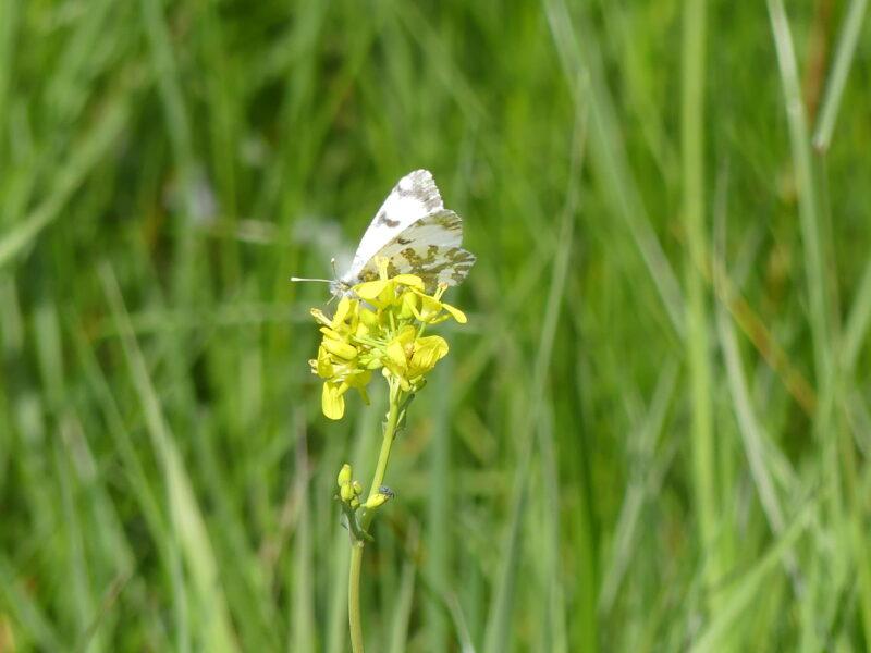 Island Marble Butterfly Is On the Move! - San Juan Preservation Trust