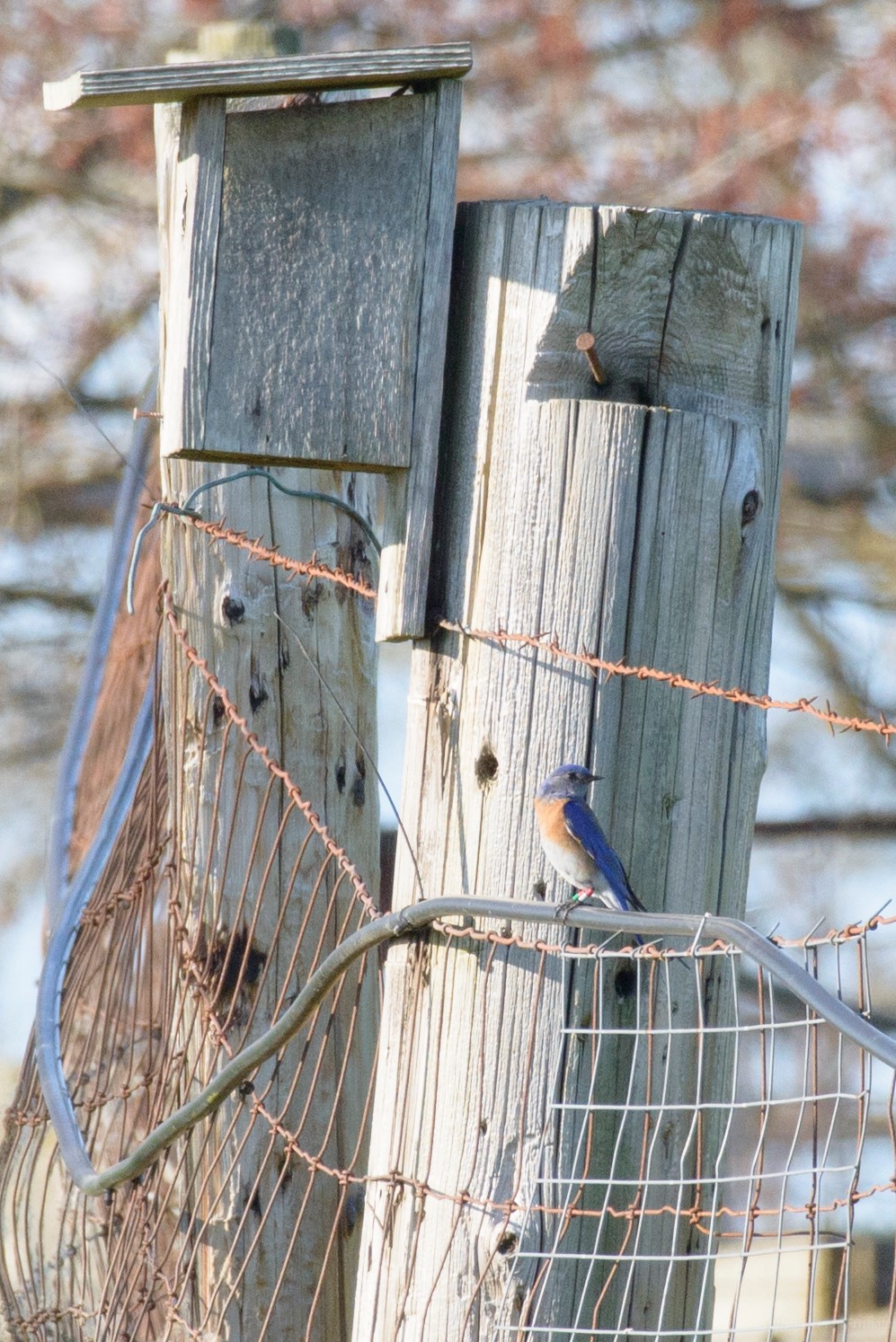 2021 Bluebird Field Season Wrap-Up - San Juan Preservation Trust