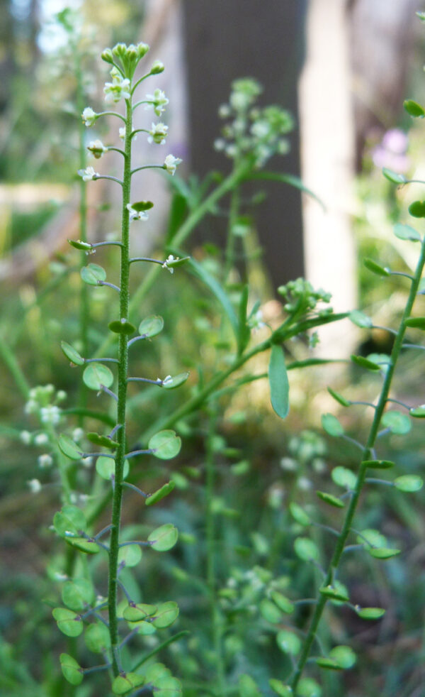 Why plant a non-native mustard in Island Marble Butterfly gardens ...