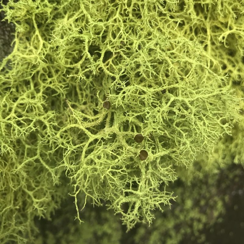 Lichen: Life Working Together - San Juan Preservation Trust