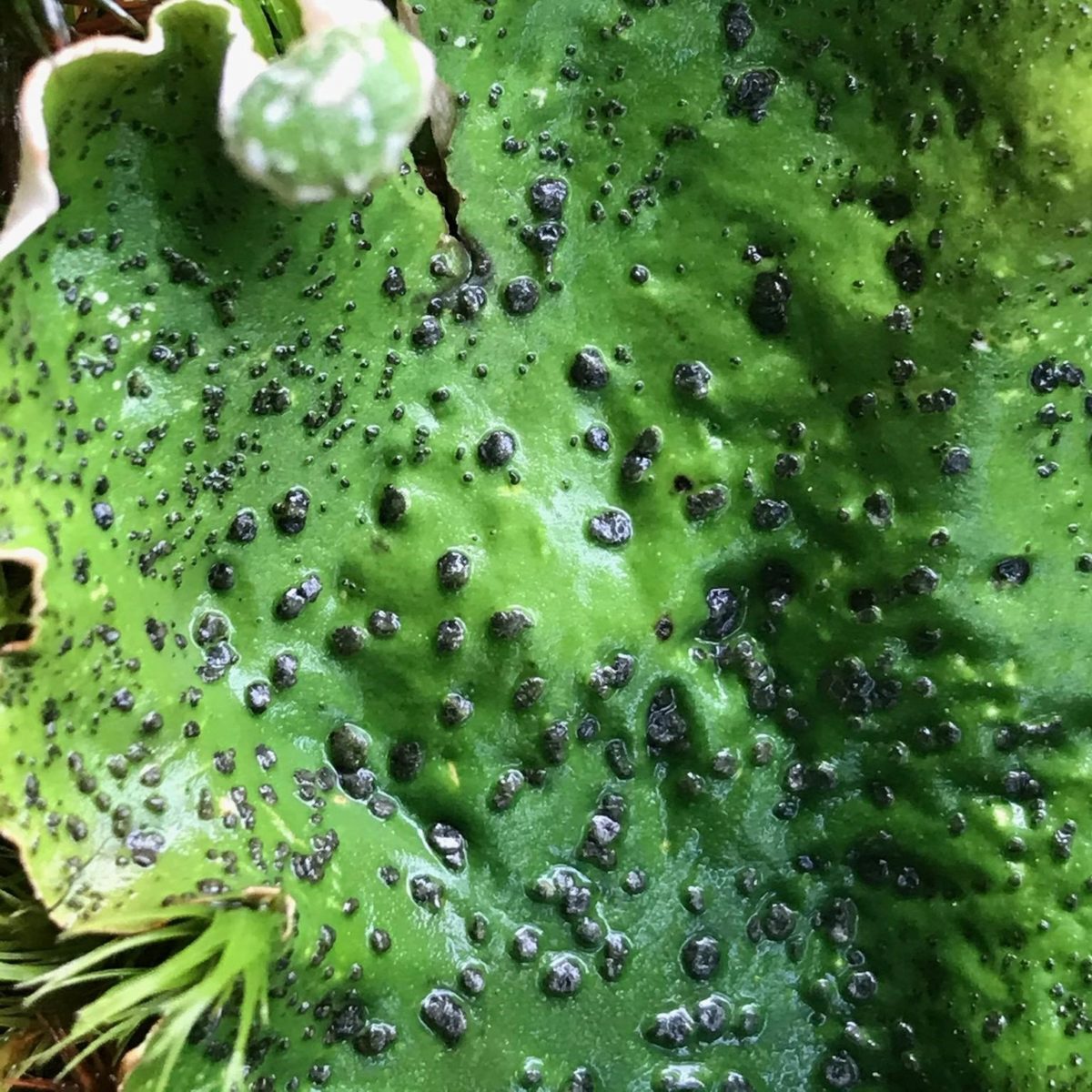 Lichen: Life Working Together - San Juan Preservation Trust