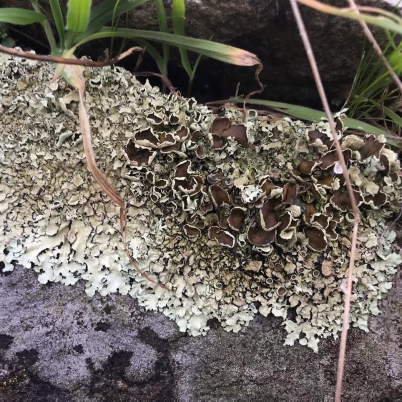 Lichen: Life Working Together - San Juan Preservation Trust