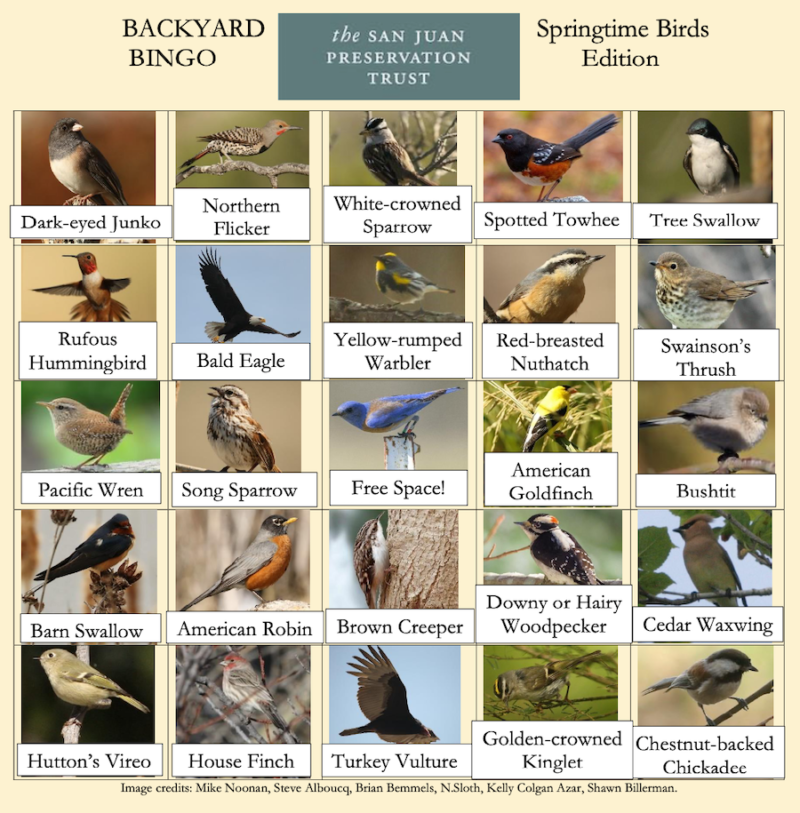 Backyard Bingo – Spring Birds - San Juan Preservation Trust