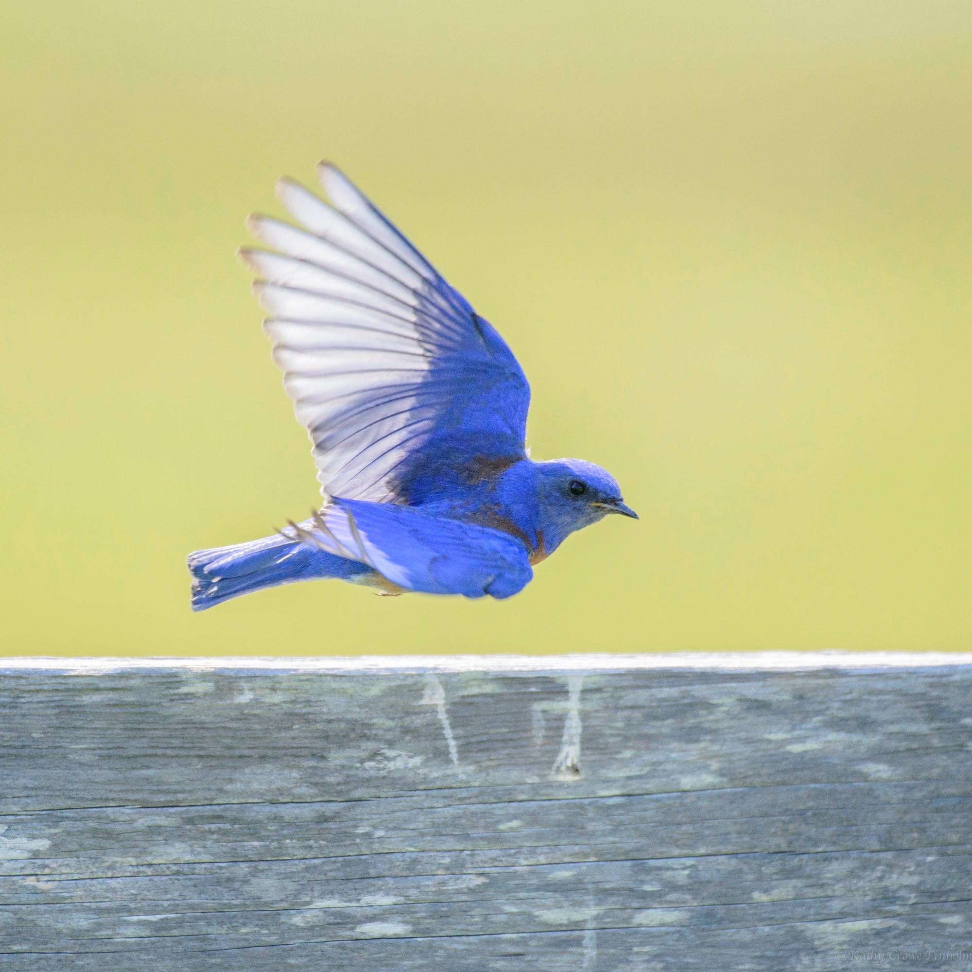 Translocated Family Adds to a Busy Bluebird Summer - San Juan ...