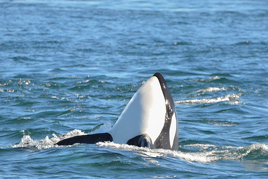 Participate in Orca Recovery Day on October 19th! - San Juan ...
