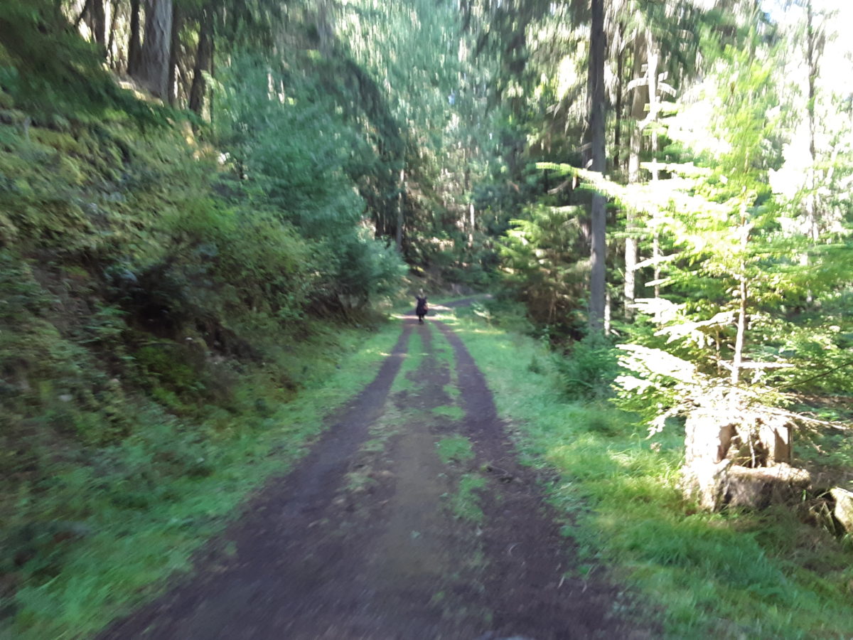 Turtleback Mountain Preserve - San Juan Preservation Trust